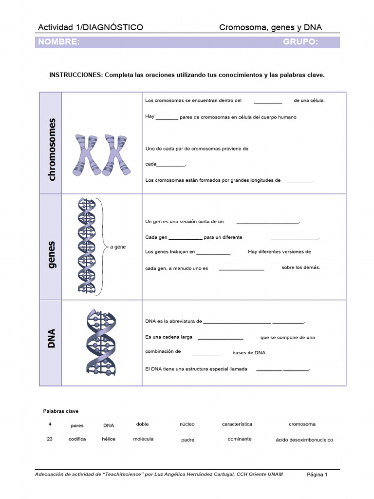 cromosomas, genes y) skhshddjdhhdjdjdjdb | PDF | Adn | Cromosoma