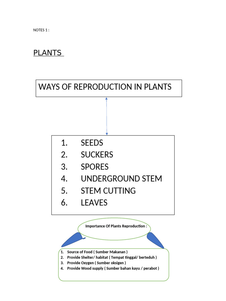 3K Science Plants Notes | PDF