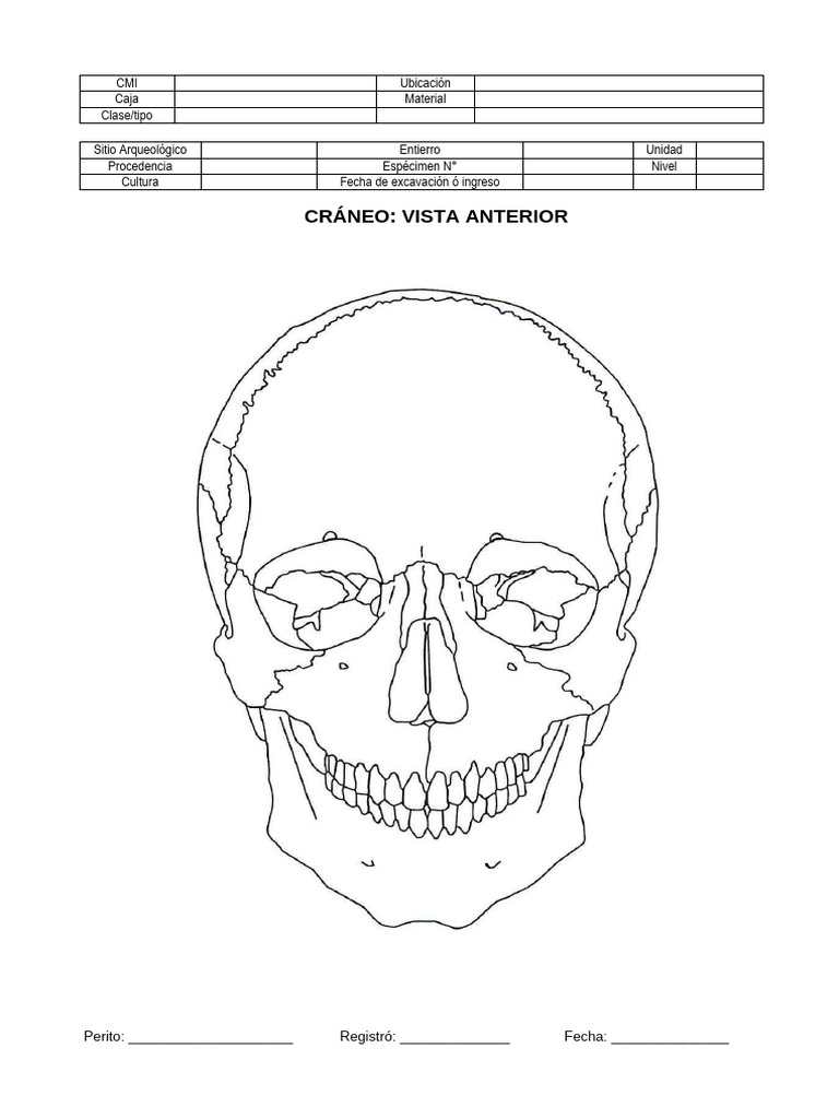 Gráfico de cráneo | PDF