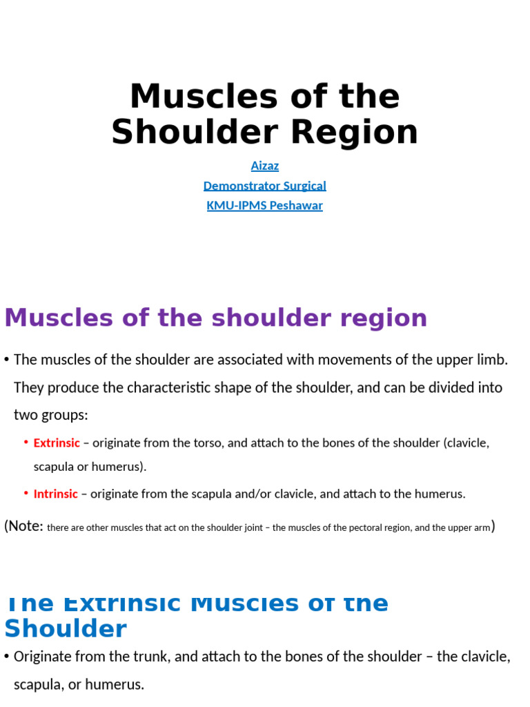 Muscles of The Shoulder Region P | PDF | Shoulder | Arm