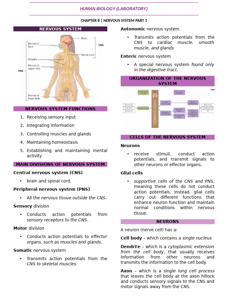 NERVOUS SYSTEM | PDF | Chemical Synapse | Action Potential