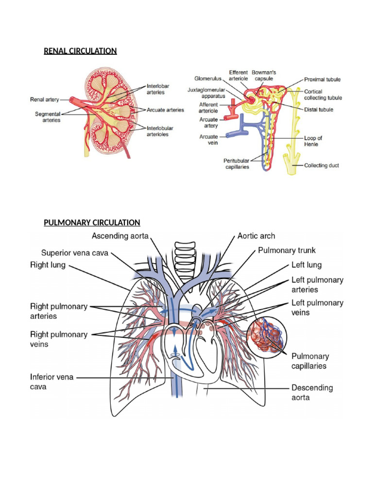 Renal Circulation | PDF