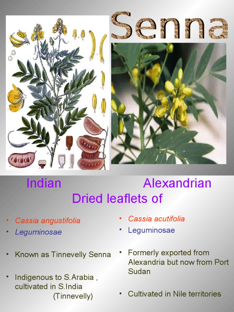 3 Senna | PDF | Leaf | Sowing