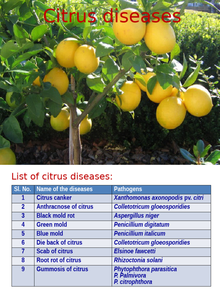 Citrus diseases | PDF | Plants | Branches Of Botany
