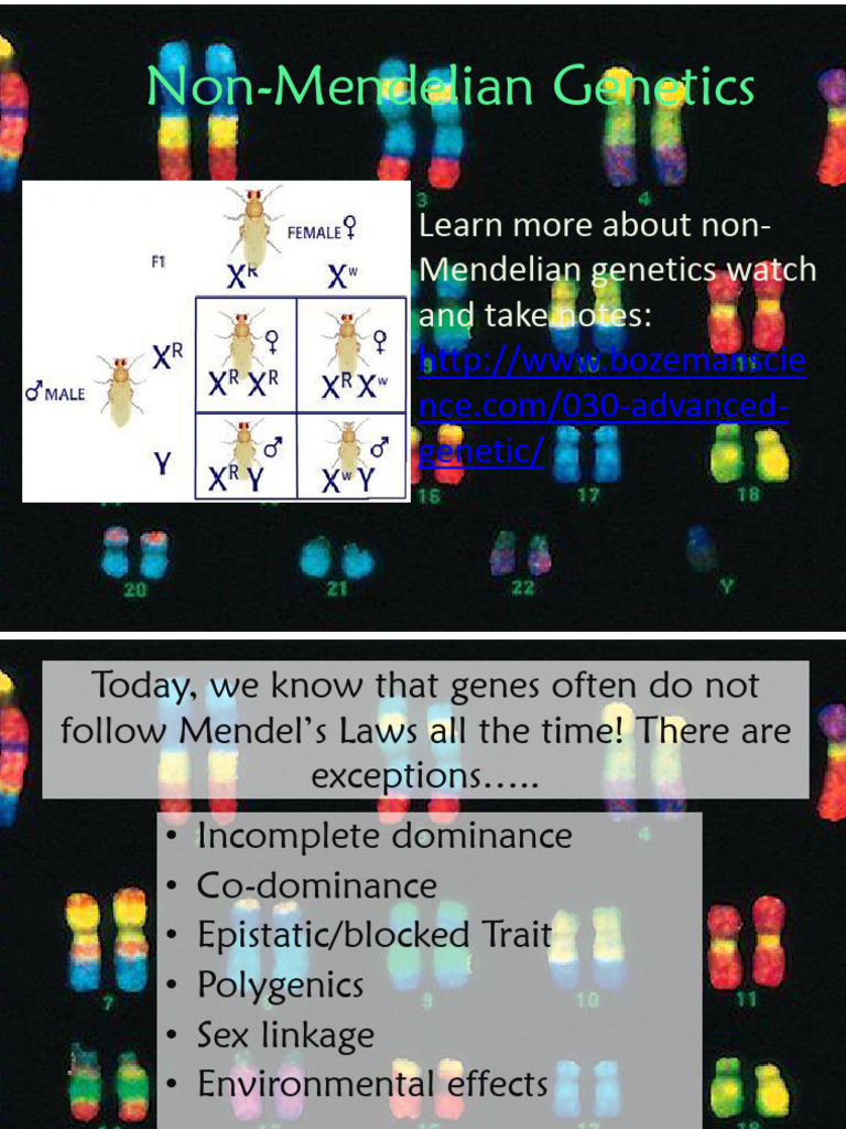 Non-Mendel Lecture | PDF | Dominance (Genetics) | Allele