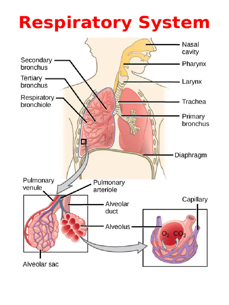 Respiratory System | PDF