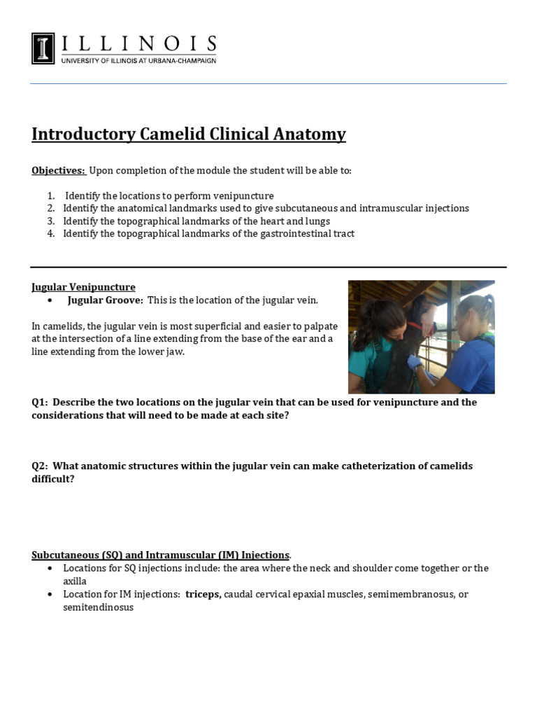 Camelid Clinical Anatomy | PDF