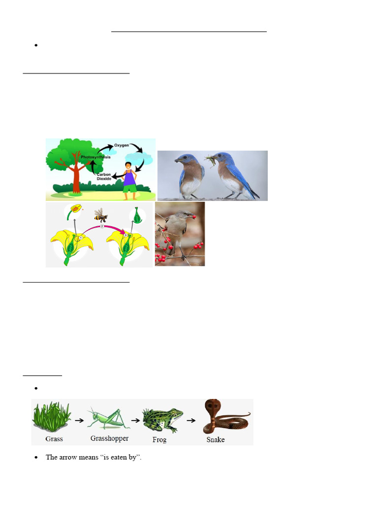Unit 2.1 Food chains in a local habitat-note | PDF