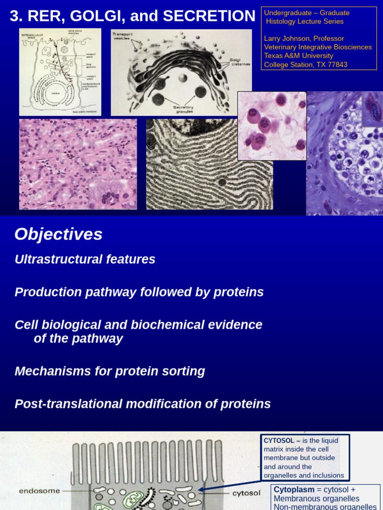 4. Rer, Golgi, And Secretion | PDF | Endoplasmic Reticulum | Cell Membrane