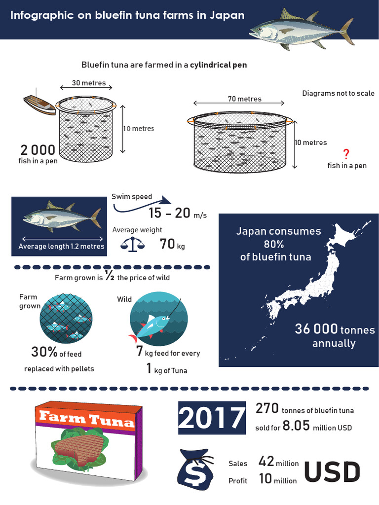 Infographic On Bluefin Tuna Fish Farming in Japan | PDF