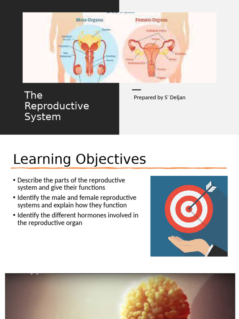 The Reproductive System | PDF | Reproductive System | Sperm