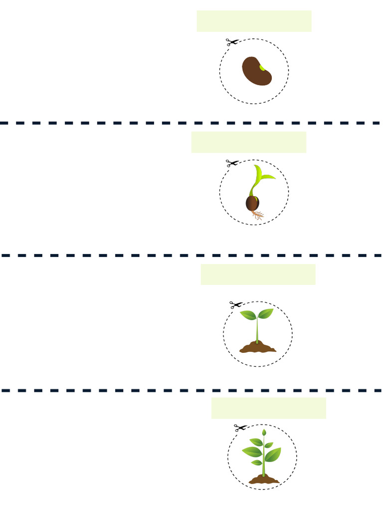 Life Cycle of A Plant Cut and Paste Worksheet | PDF