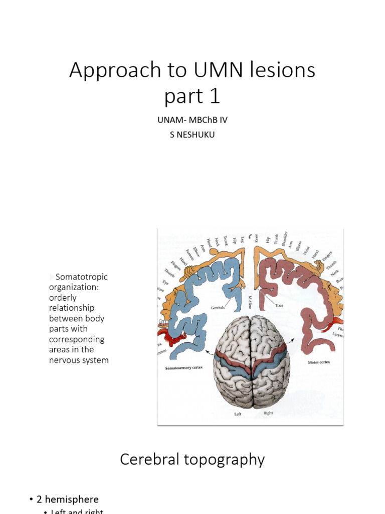 1.1 Approach to UMN | PDF | Cerebral Cortex | Parietal Lobe