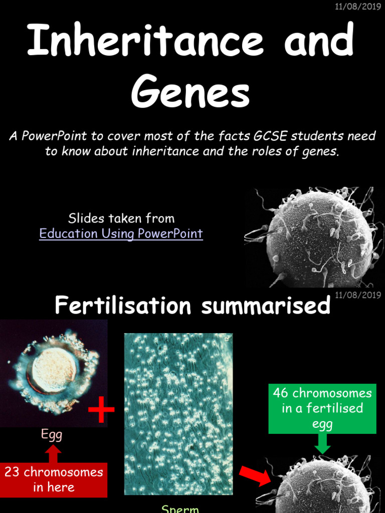 2 - Inheritance-and-genes | PDF | Dominance (Genetics) | Zygosity