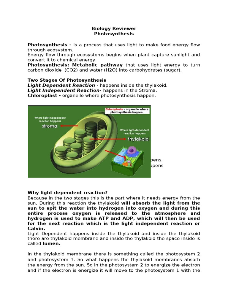 Biology-Reviewer | PDF | Photosynthesis | Chlorophyll