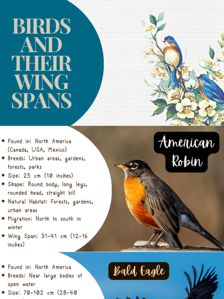 Bird Species and Wing Span Details | PDF