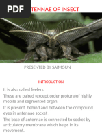 Insect Antennae: Structure and Functions | PDF | Insects | Zoology