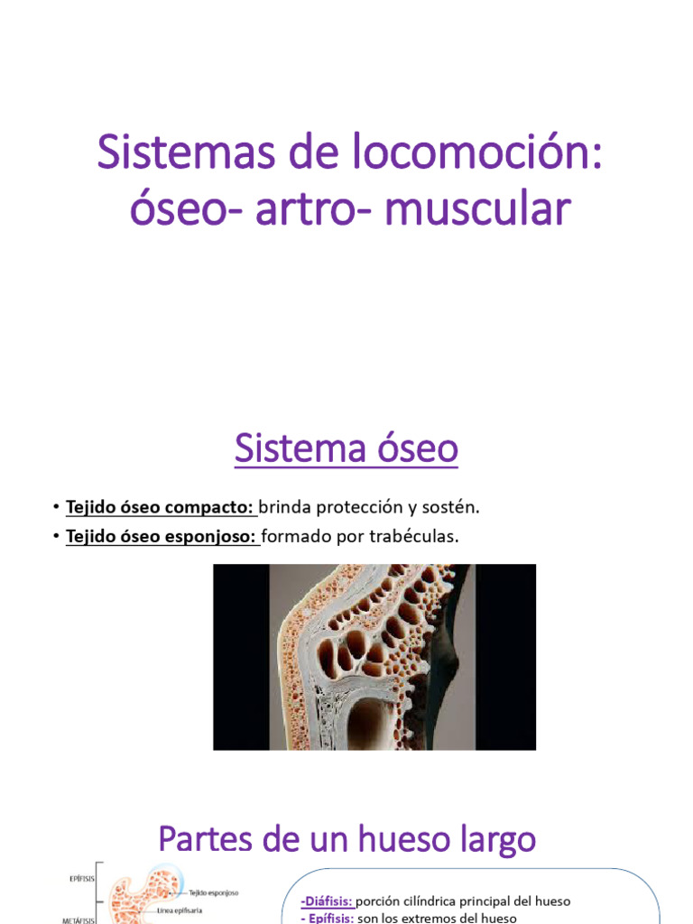 Anatomía del Sistema Óseo y Muscular | PDF | Hueso | Articulación