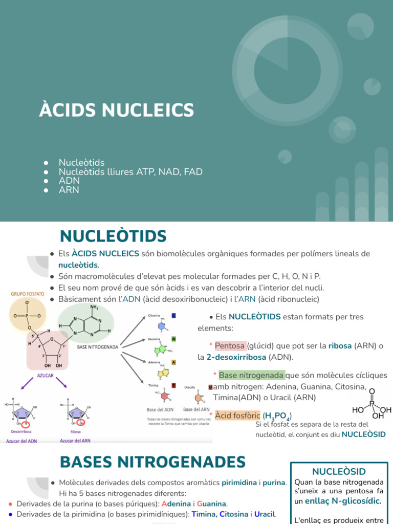 Tema5 - ÀCIDS NUCLEICS | PDF