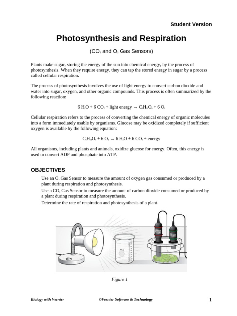 Photosynthesis and Respiration | PDF | Cellular Respiration ...