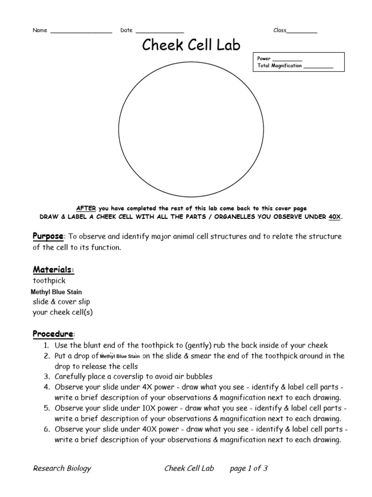 Cheek Cell and Onion Cell Lab | PDF | Staining | Cell (Biology)