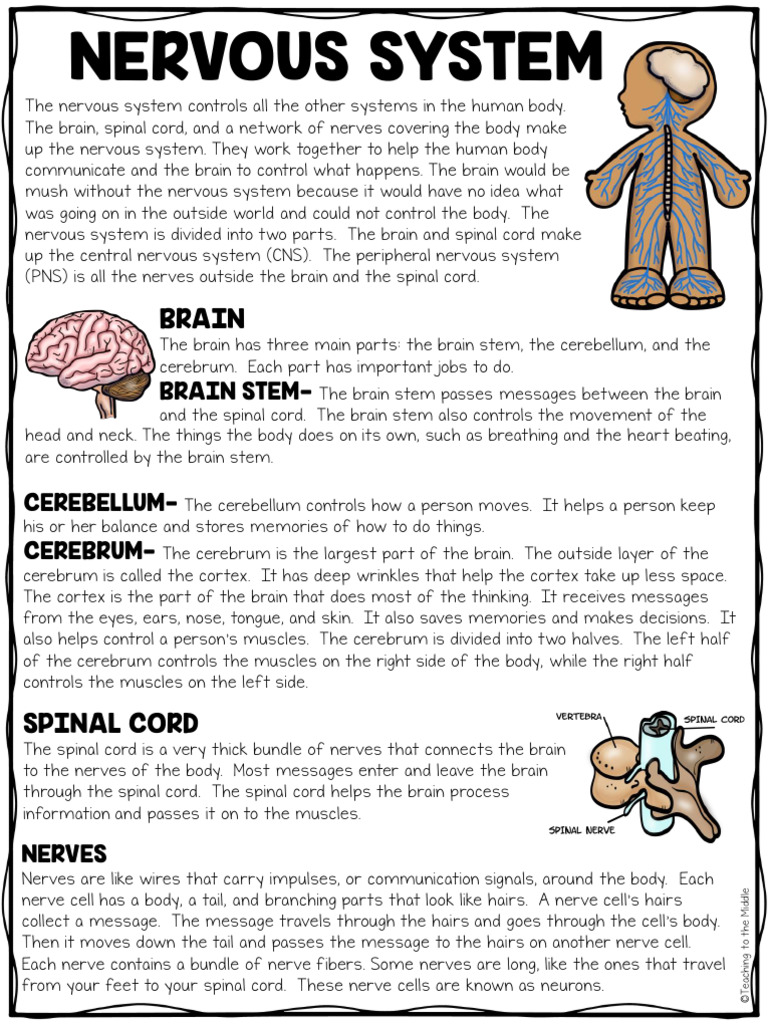 Nervous System Overview and Worksheet | PDF | Nerve | Nervous System