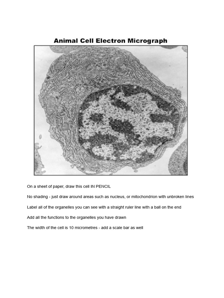 Cell Drawing and Labeling Guide | PDF