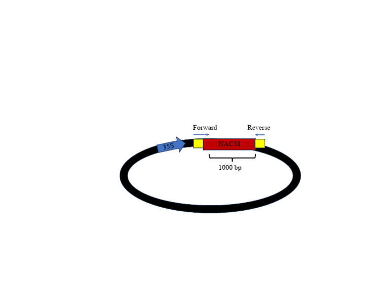 p35S NAC58 | PDF