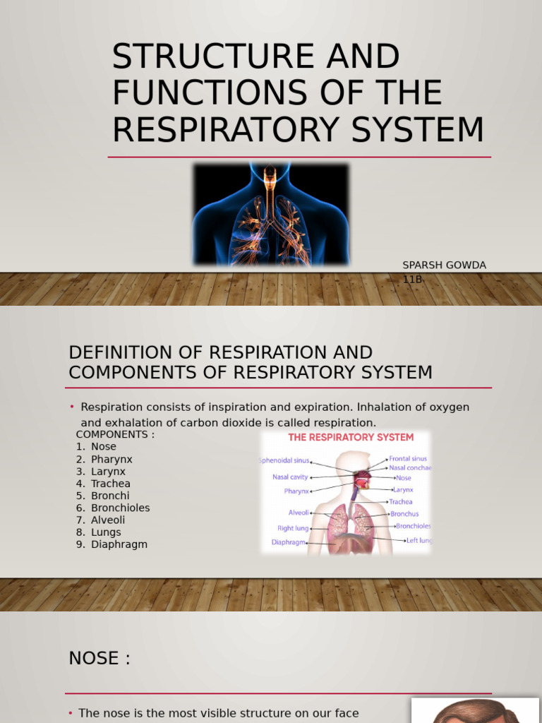 Respiratory System: Structure & Functions | PDF | Respiratory Tract ...