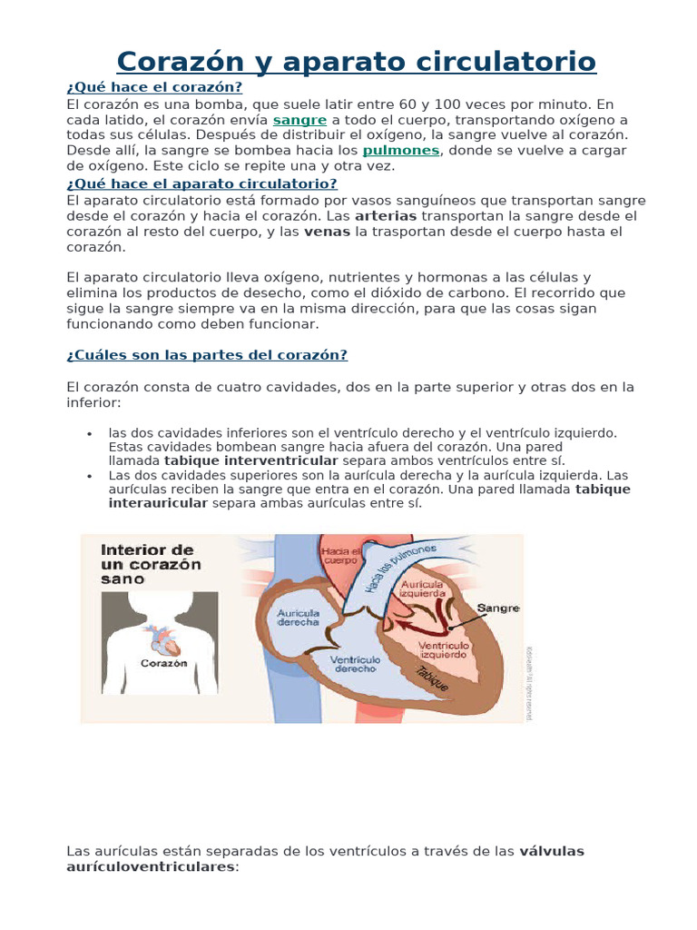 FICHA Corazón y Aparato Circulatorio | PDF | Corazón | Sistema circulatorio