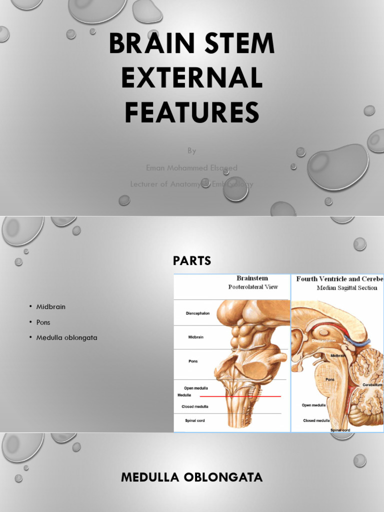 Brain Stem-External Features | PDF | Brainstem | Brain