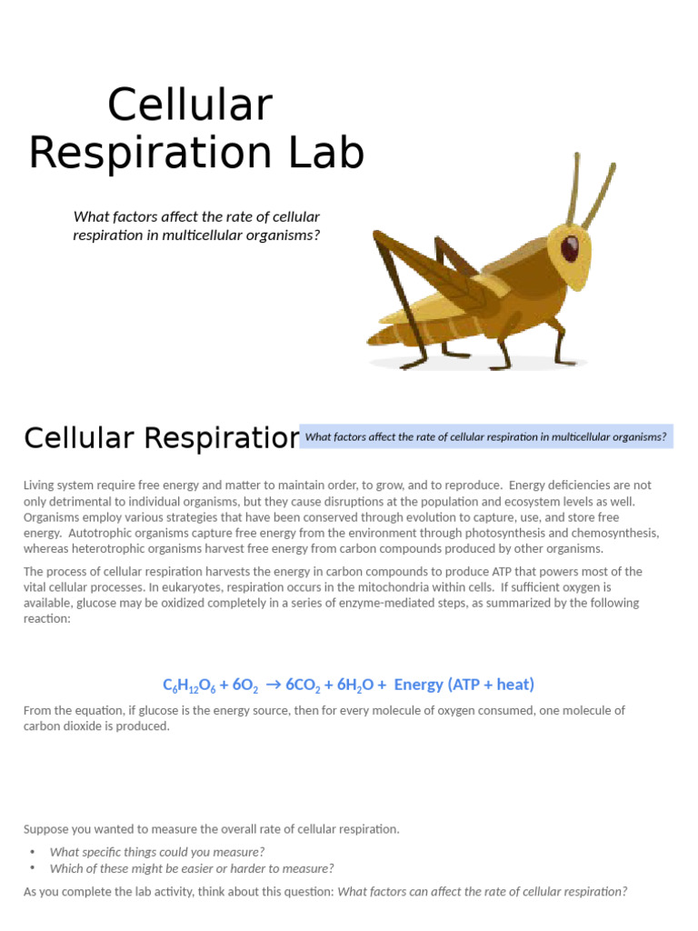 11 - Cellular Respiration Virtual Lab | PDF | Cellular Respiration ...