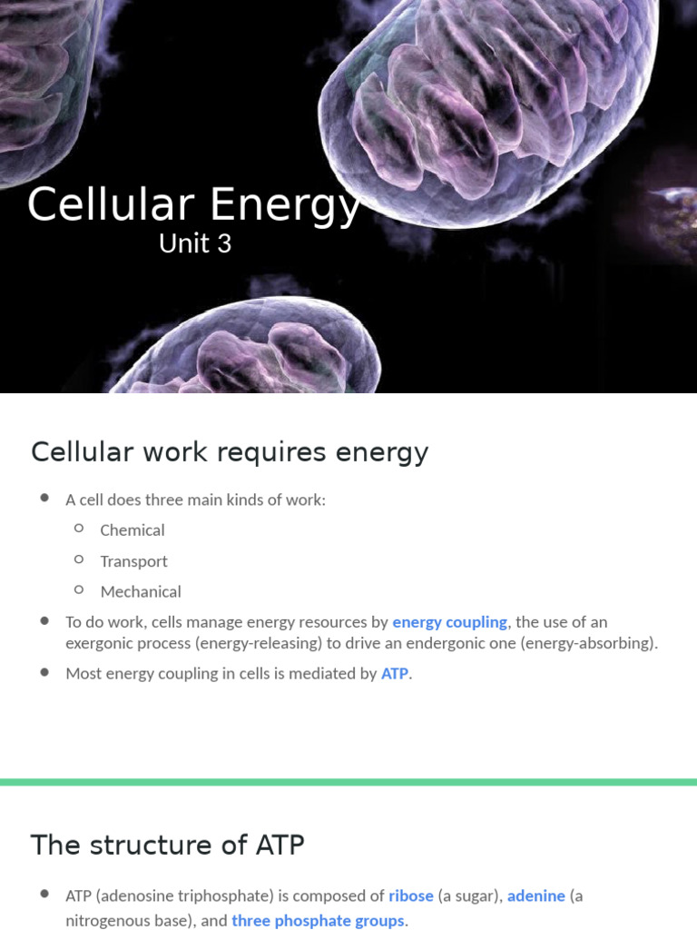 6 - Cellular Energy Notes | PDF | Science & Mathematics