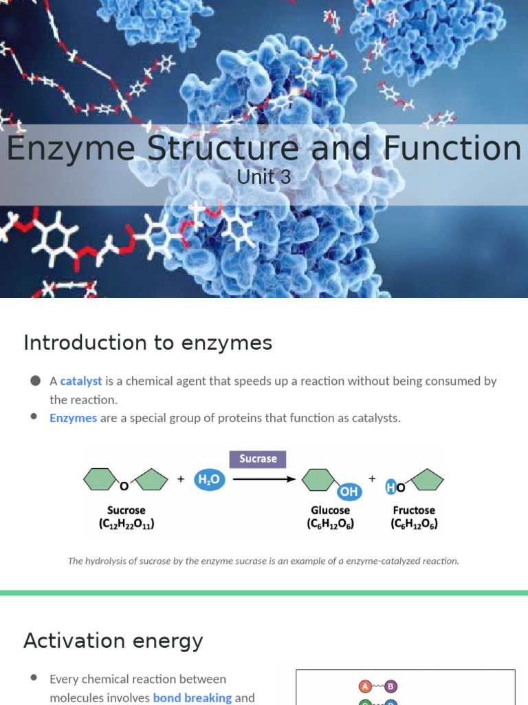 2 - Enzyme Structure and Function Notes | PDF | Self-Improvement ...