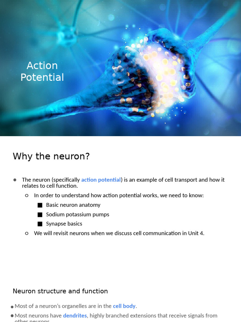 Action Potential Notes | PDF | Action Potential | Membrane Potential