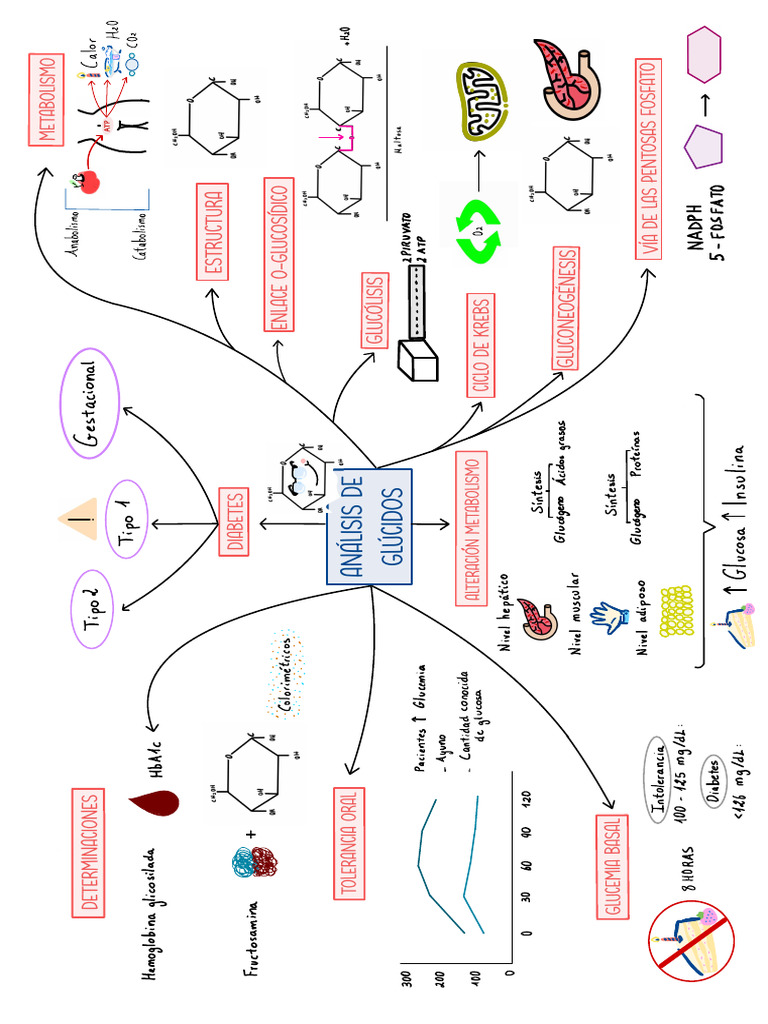 Esquema Glúcidos | PDF