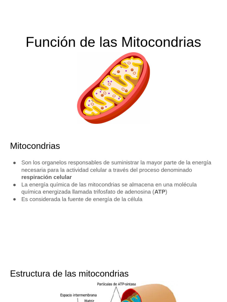 Función de Las Mitocondrias | PDF | Biología Celular) | Mitocondria
