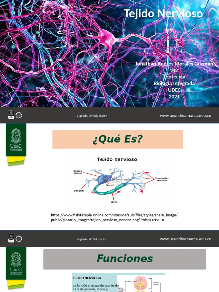 Exp. Bio. S.nervioso | PDF