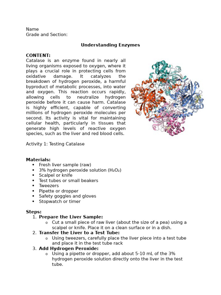 Catalase Enzyme Activity Experiments | PDF | Catalase | Substrate ...