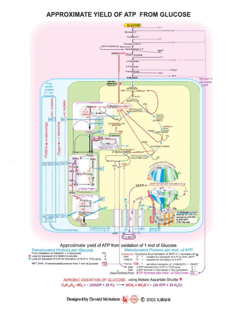 Atp Yield From Glucosa | PDF