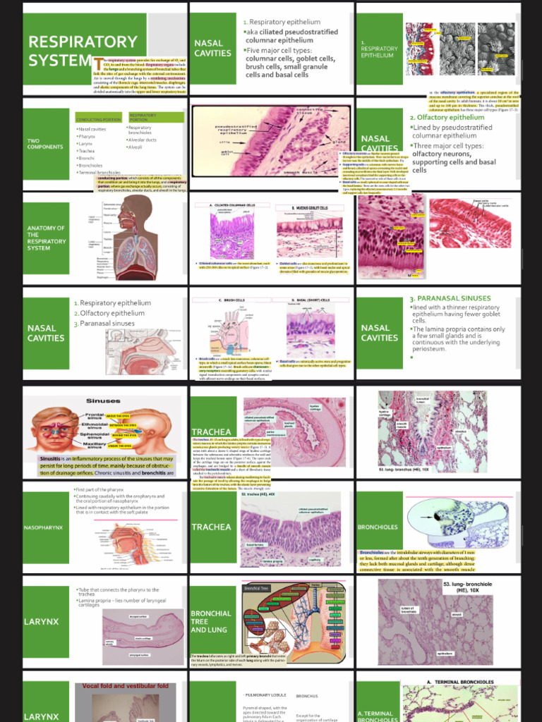 Respiratory Lab | PDF