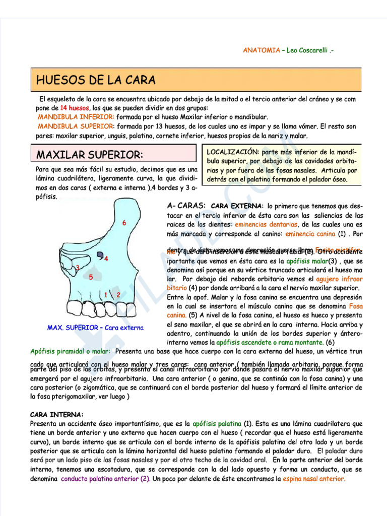 Huesos de la Cara: Anatomía Detallada | PDF | Cabeza y cuello humanos ...