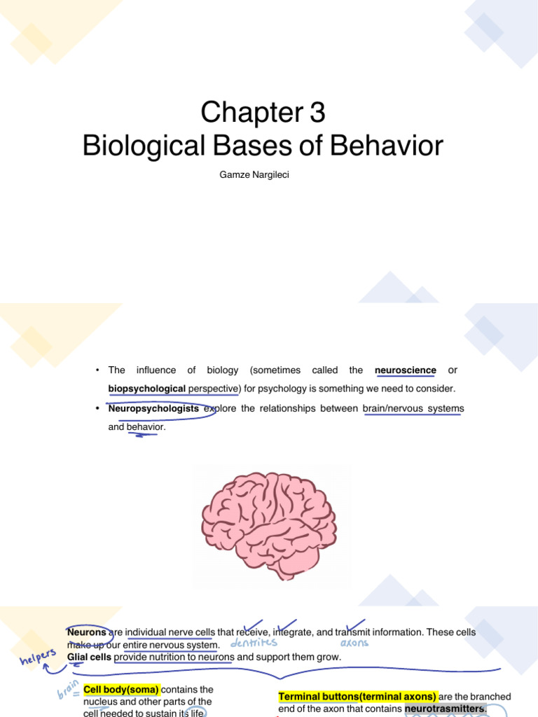 3-Biological Bases of Behavior 2024 | PDF