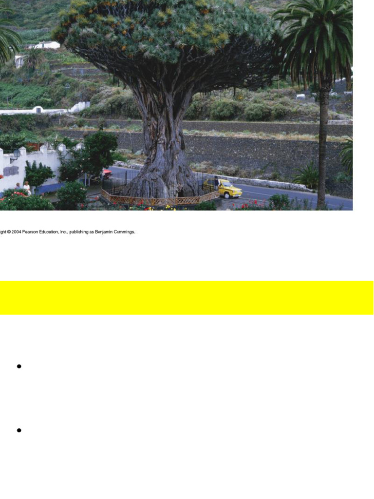 ? Botany 11 - Stems | PDF | Plant Stem | Wood