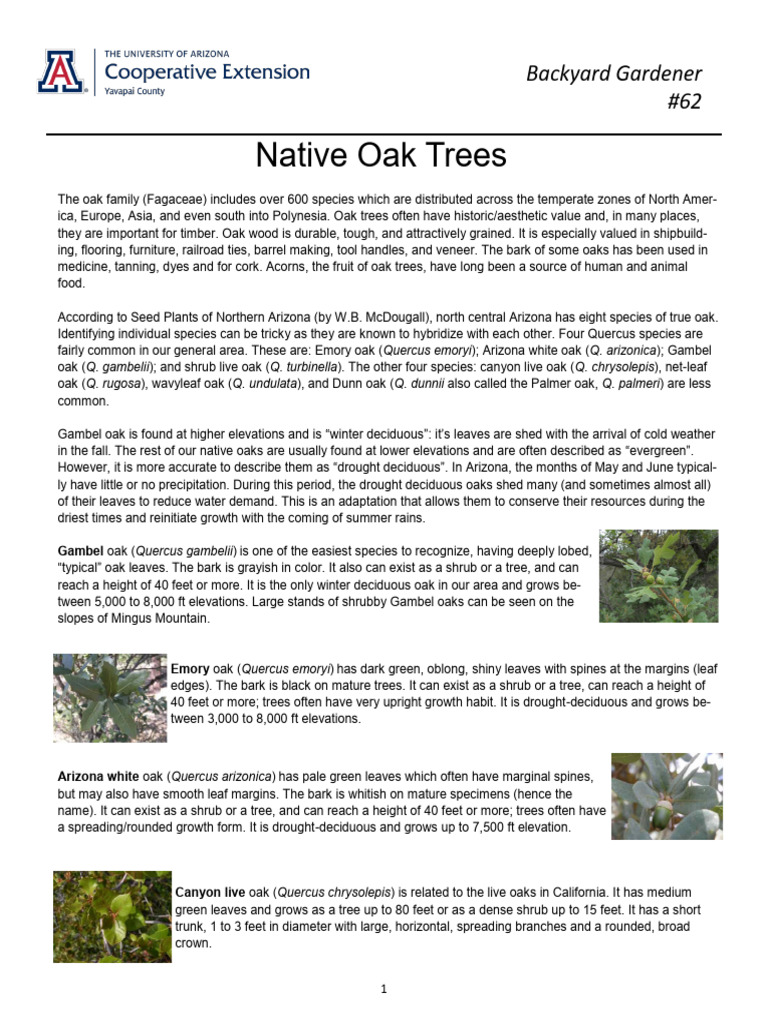 Native Oak Trees | PDF | Oak | Trees