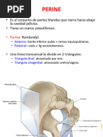 Anatomía del músculo elevador del ano | PDF | Pelvis