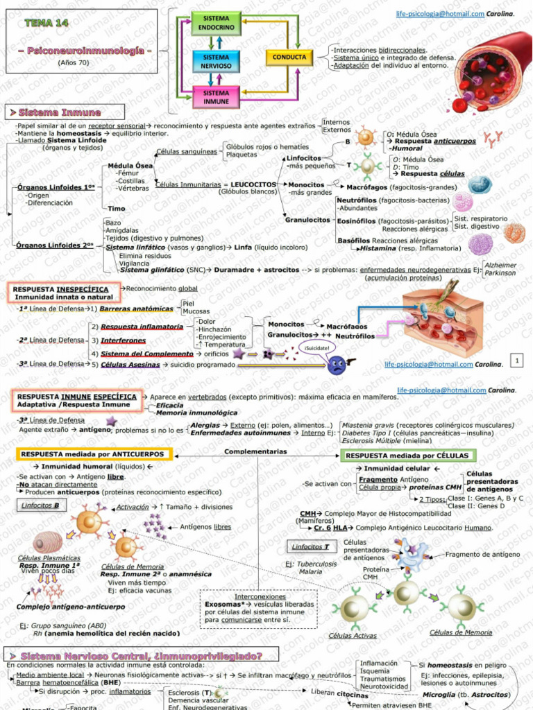 Esquema T14 | PDF
