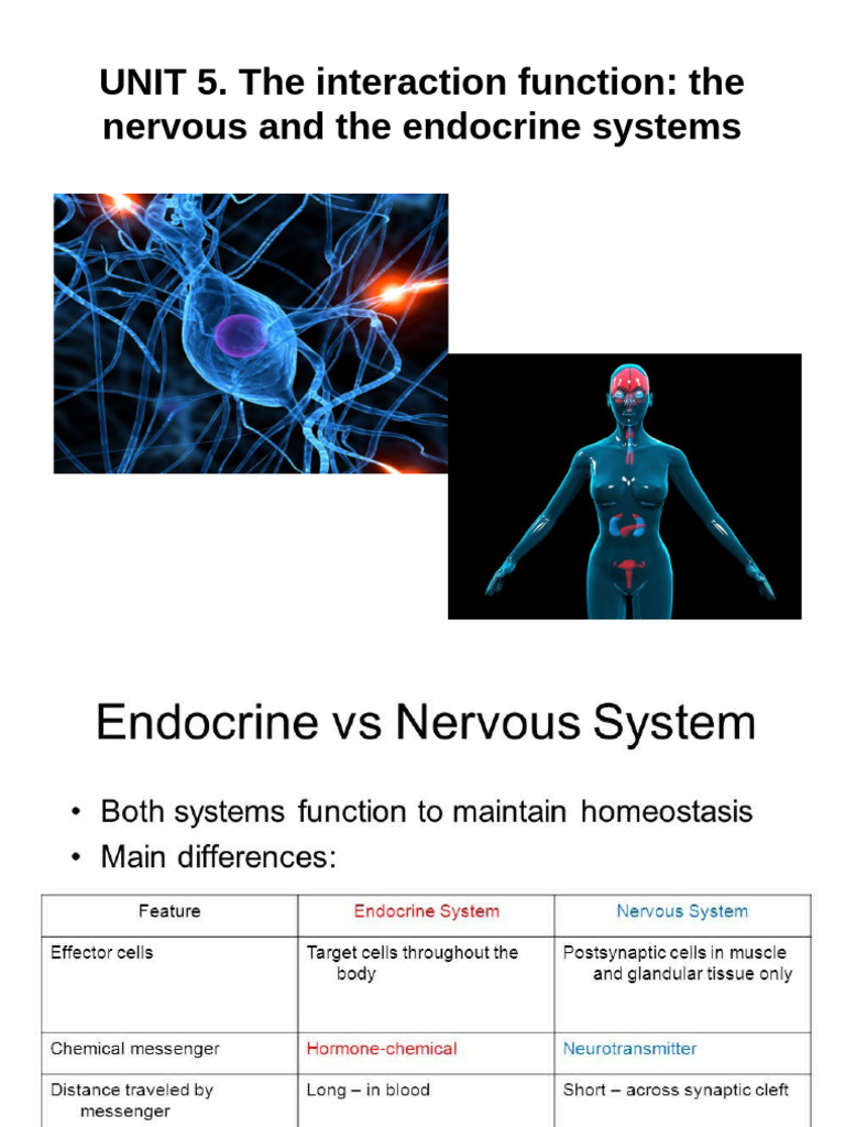 5 Interaction Nervous Endocrine Systems 23-24 | PDF | Nervous System ...