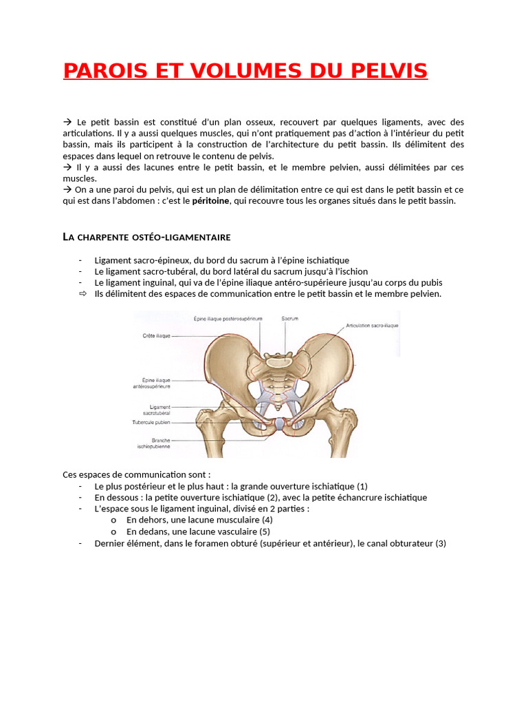 Structure et Muscles du Petit Bassin | PDF | Péritoine | Utérus