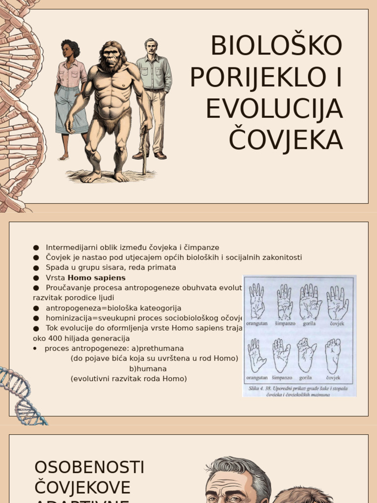 Evolucija Čovjeka | PDF
